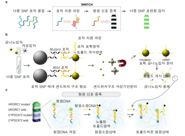 이효진 KIST 박사 연구팀, 핵산 센서기술 개발…PCR보다 빨리 DNA 미세변이 찾는다