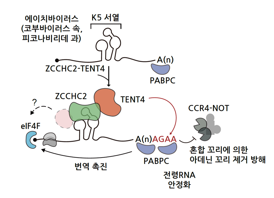 IBS, RNA 안정화 서열 발견…mRNA 백신 성능 향상 기대